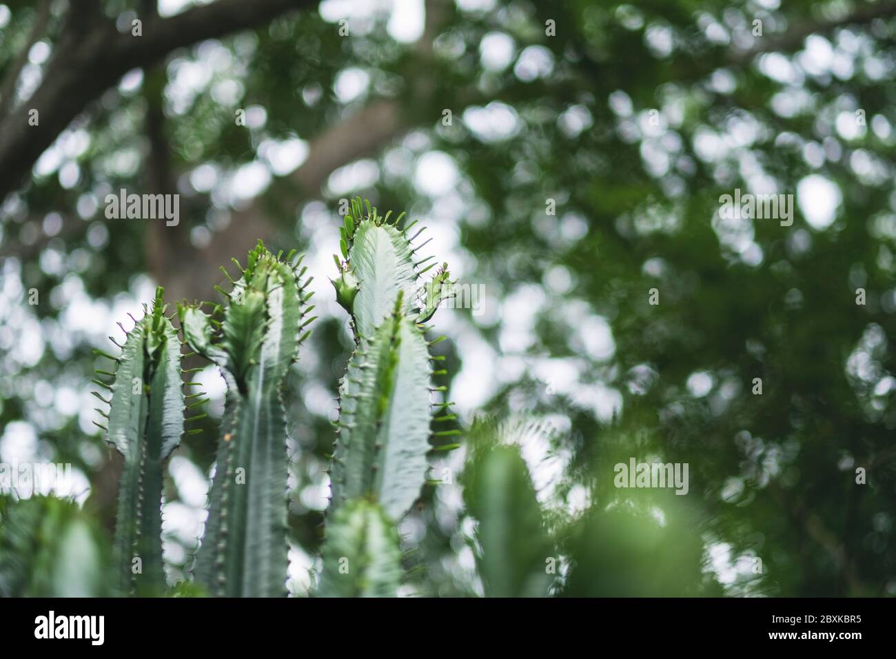 Closeup image of euphorbia ingens cactus Stock Photo - Alamy