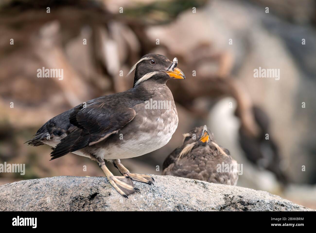 Pair of Rhinoceros Auklets Stock Photo - Alamy