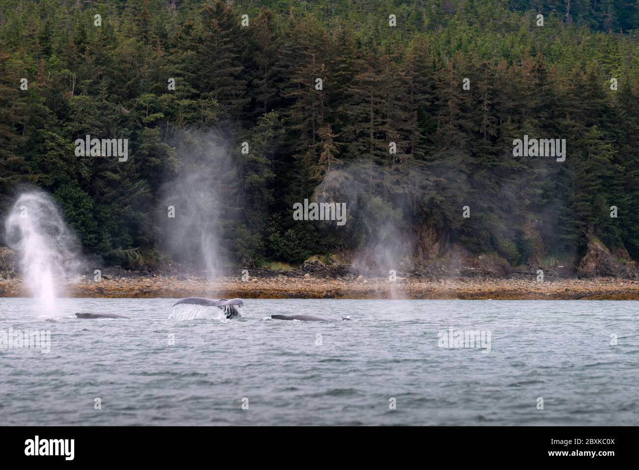 Blue whale surface sea spray hi-res stock photography and images - Alamy