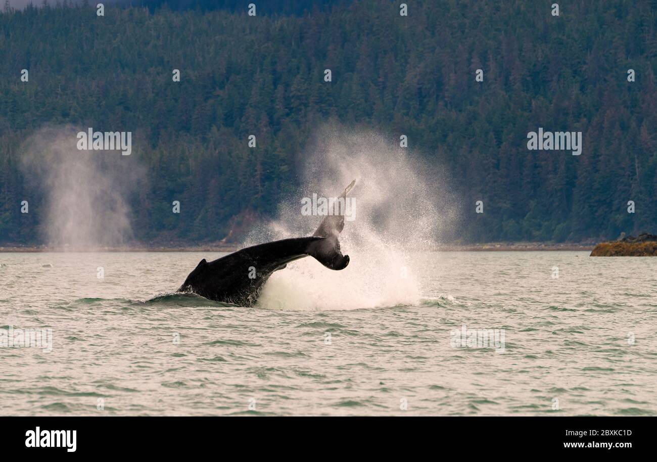 Whale blowhole spray hi-res stock photography and images - Alamy