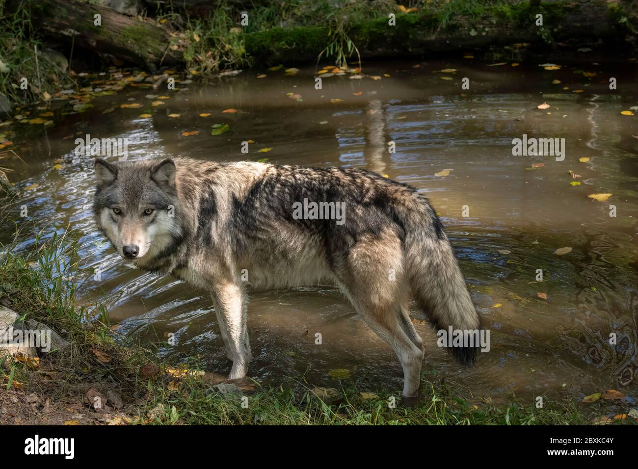Wolf reflection water hi-res stock photography and images - Alamy