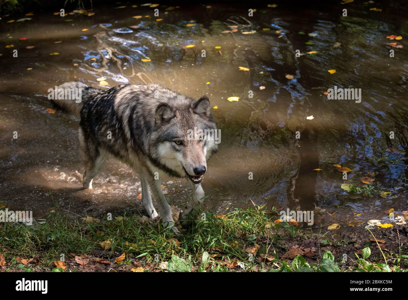 Portrait a wet wolf hi-res stock photography and images - Alamy