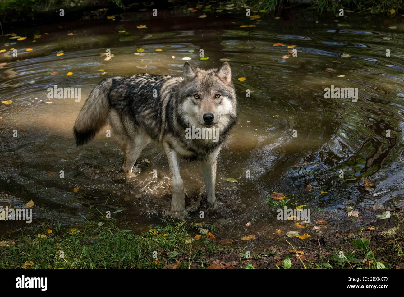 Portrait a wet wolf hi-res stock photography and images - Alamy