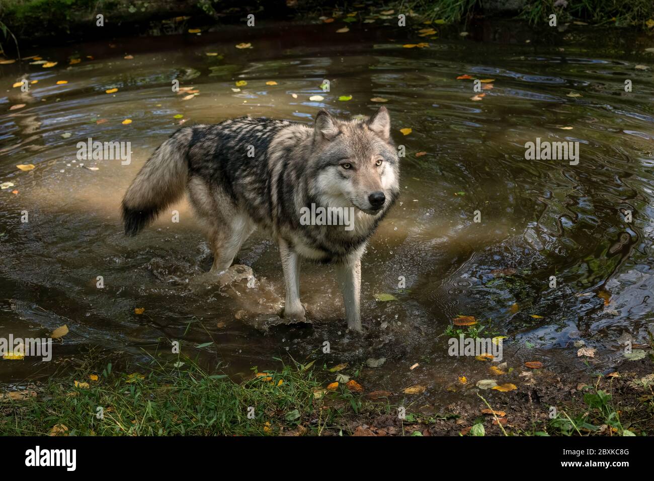 Portrait a wet wolf hi-res stock photography and images - Alamy