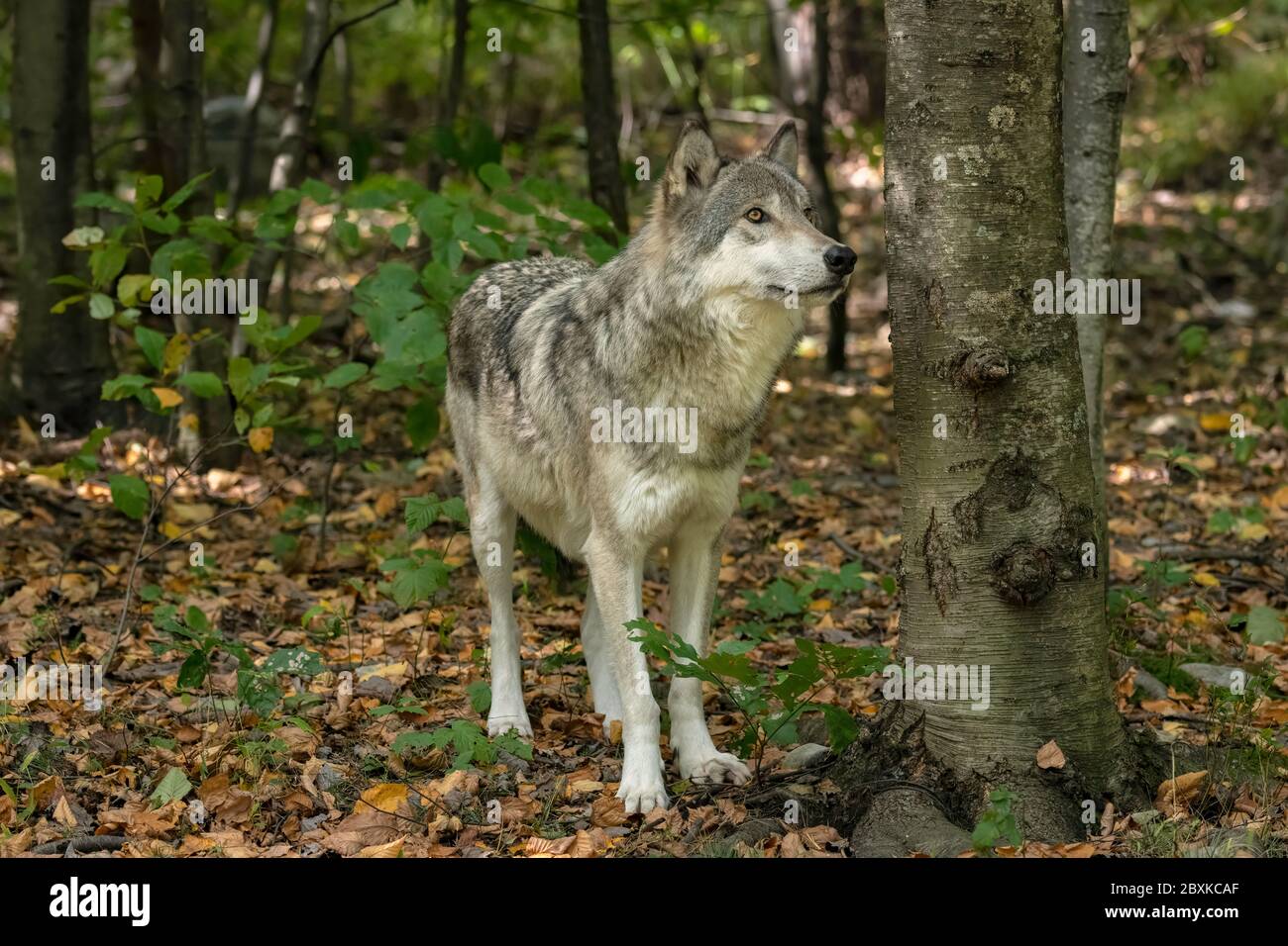 Gray wolf standing outside hi-res stock photography and images - Alamy