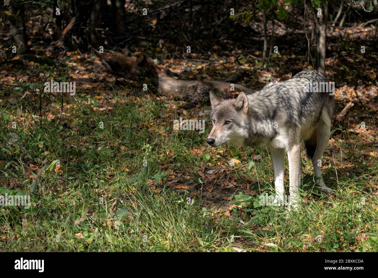 Gray wolf standing outside hi-res stock photography and images - Alamy