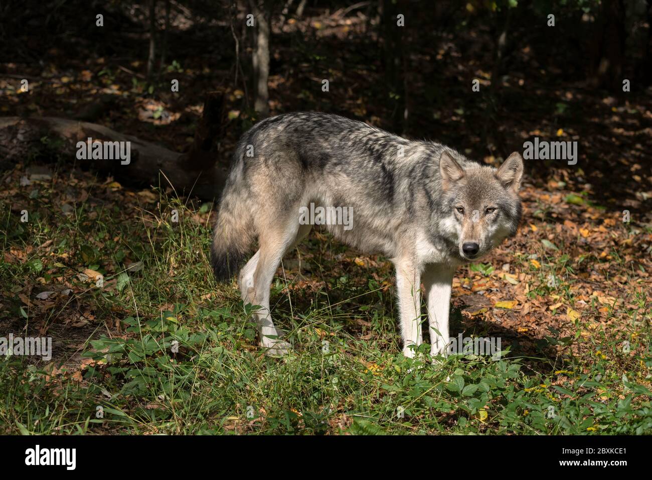 Gray wolf standing outside hi-res stock photography and images - Alamy