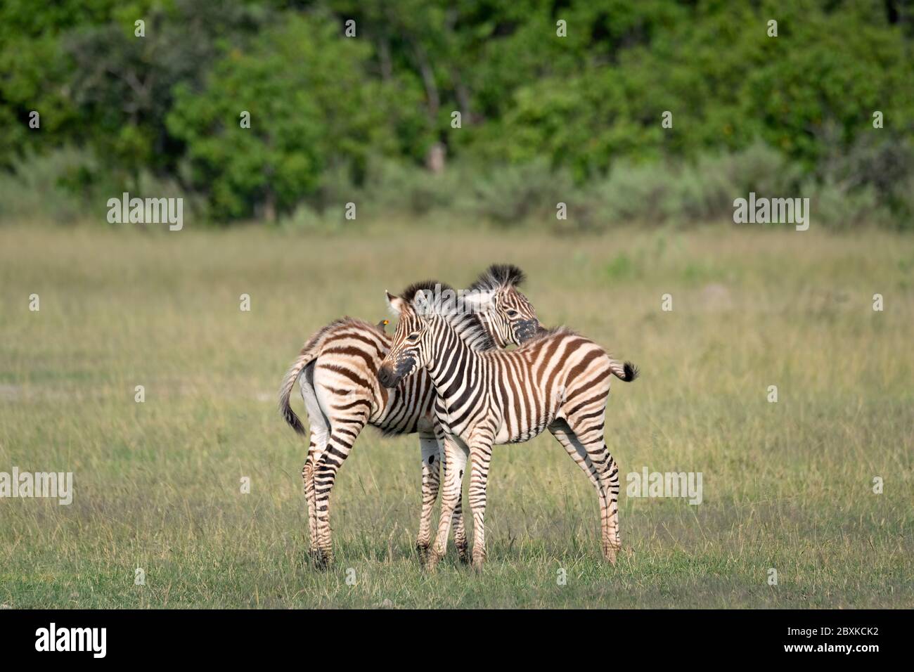 African twin babies hi-res stock photography and images - Alamy