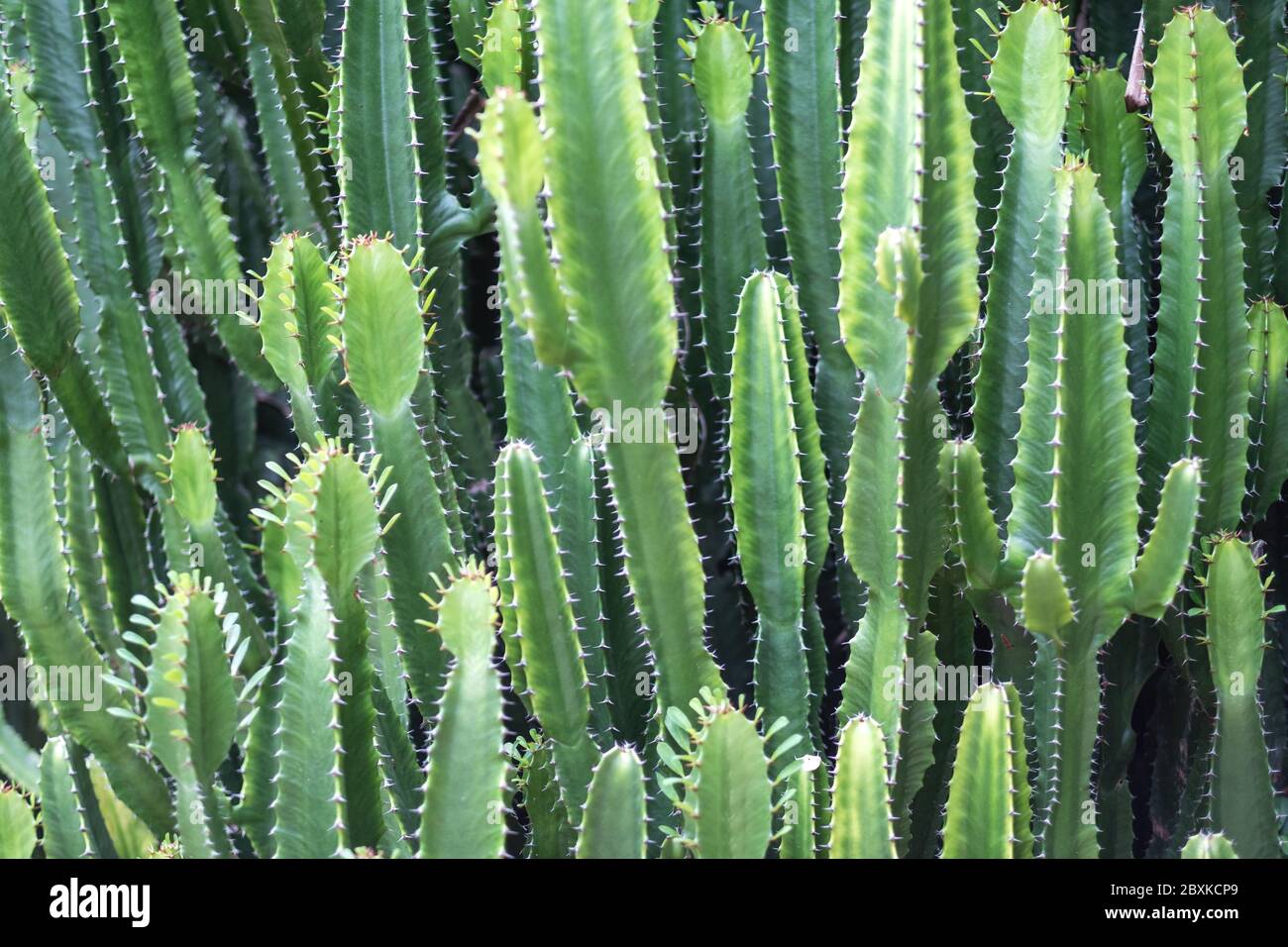 Closeup image of euphorbia ingens cactus trees Stock Photo - Alamy