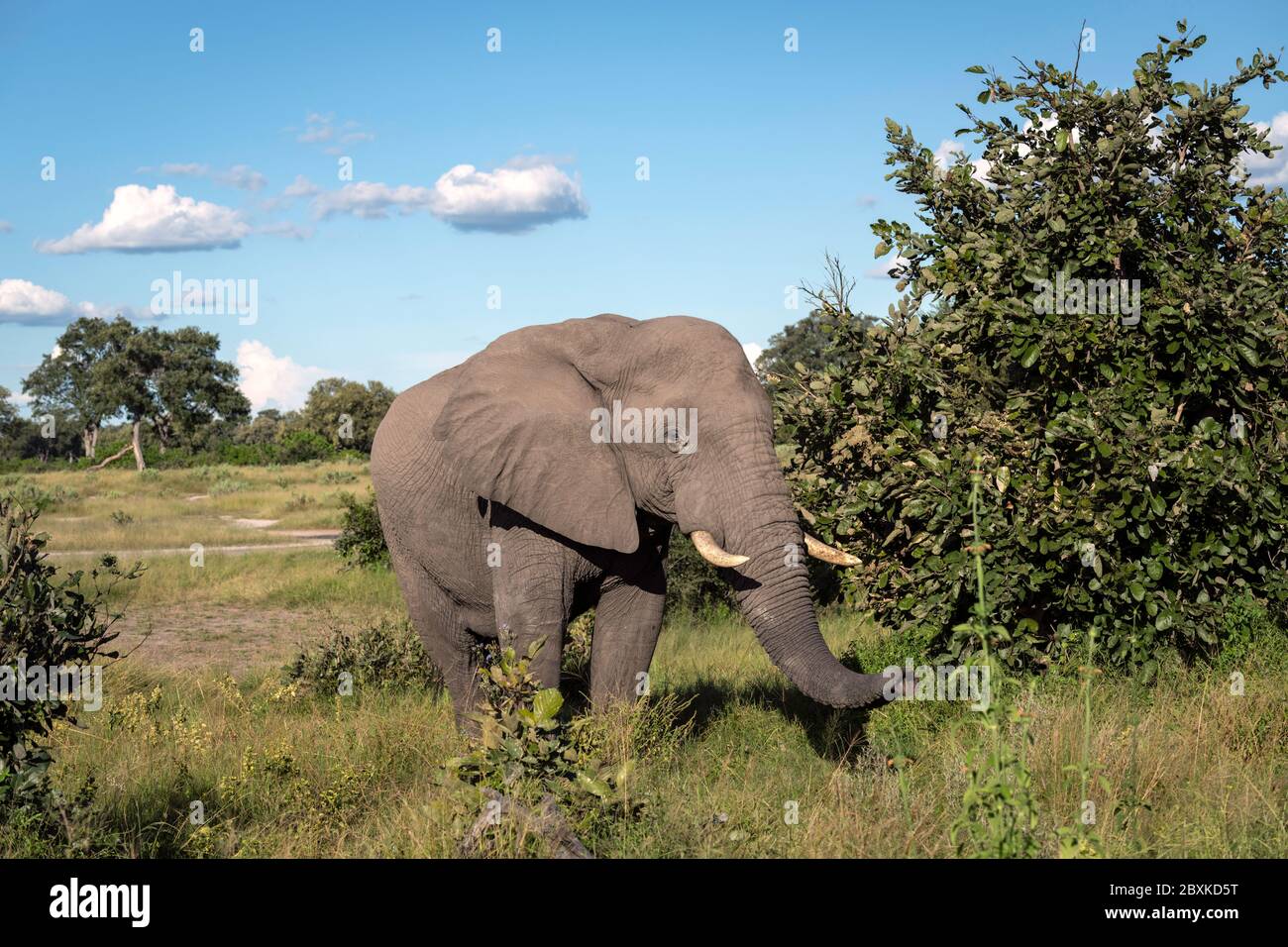 Elephant eating from tree hi-res stock photography and images - Alamy