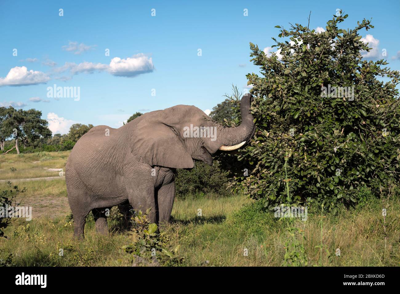 Elephant Eating From Tree High Resolution Stock Photography and Images ...
