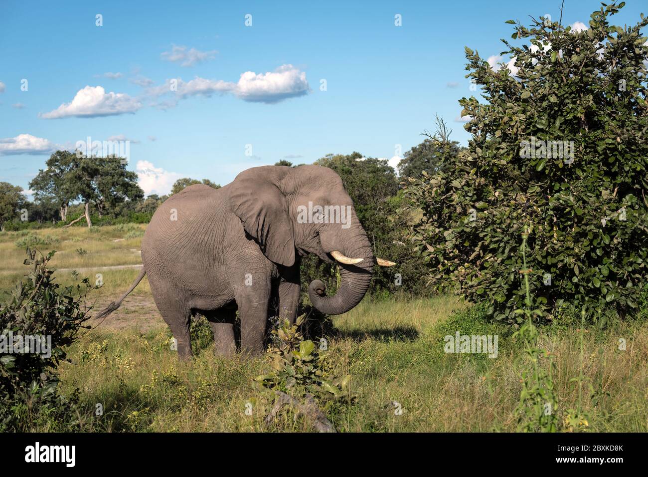 Large bull elephant standing in a clearing eating green leaves from a ...