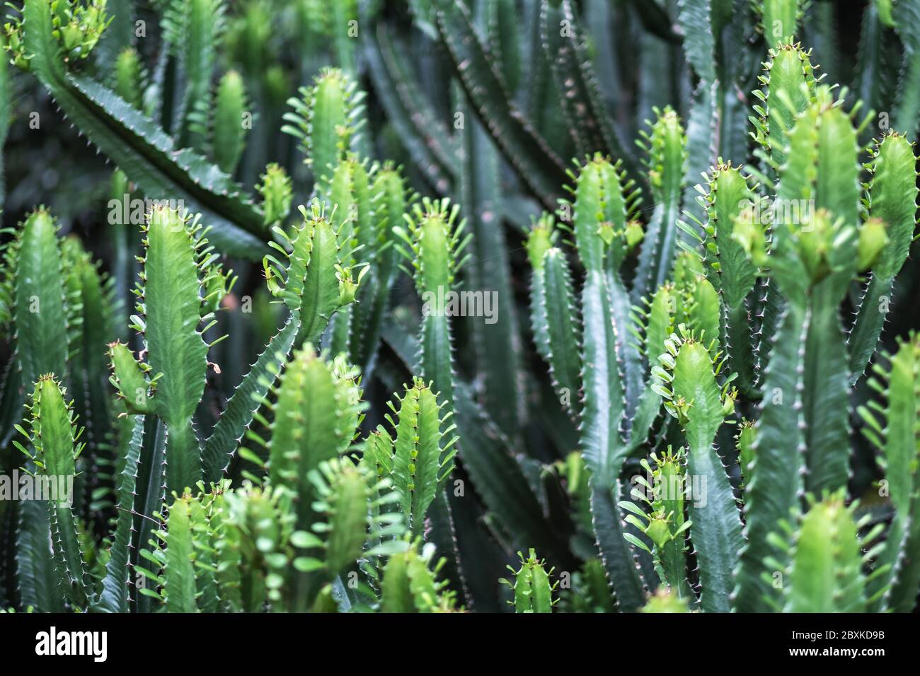 Closeup image of euphorbia ingens cactus trees Stock Photo - Alamy