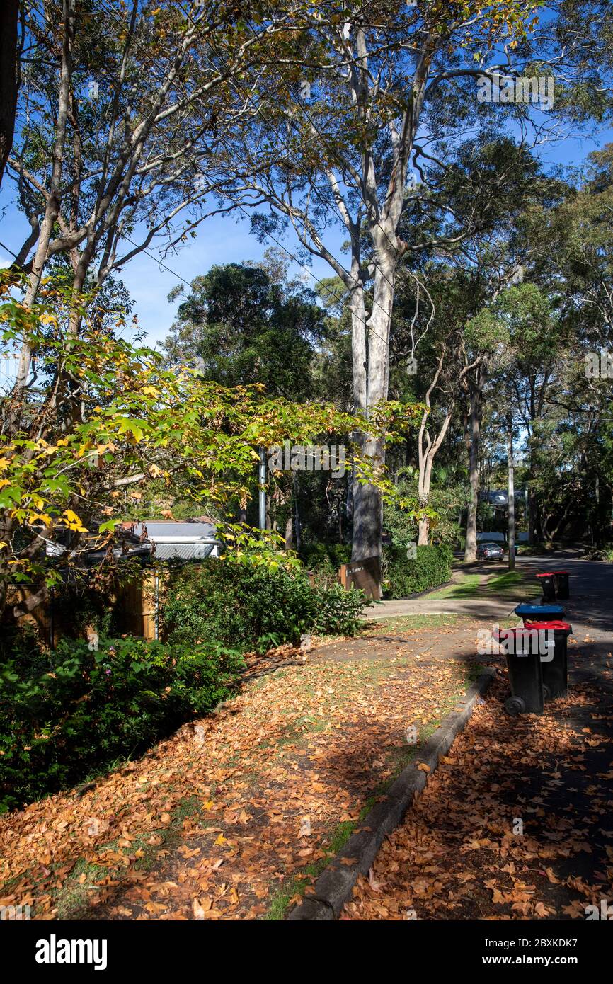Australia leaves autumn trees hi-res stock photography and images - Alamy