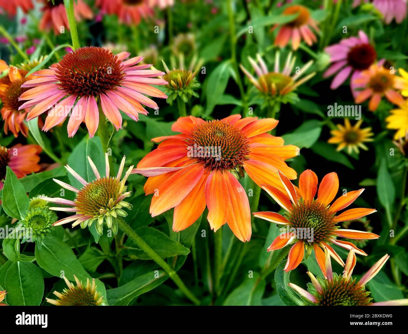 Coneflower echinacea variety hi-res stock photography and images - Alamy