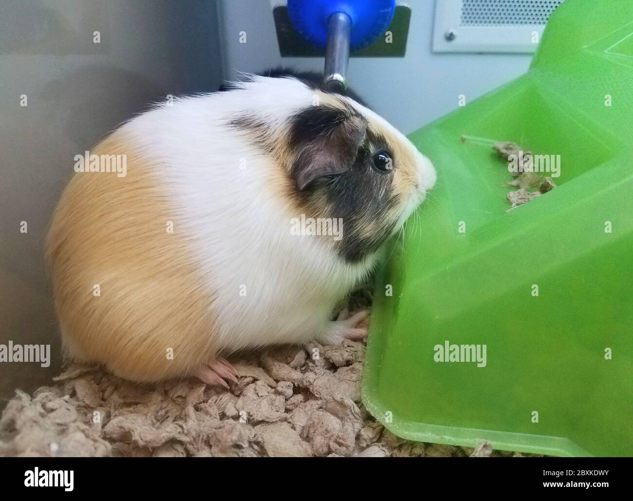 Guinea pig eating hi-res stock photography and images - Alamy