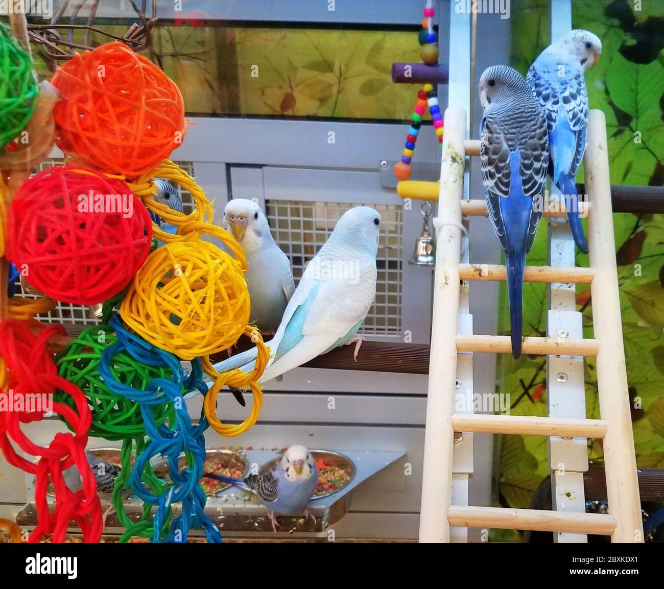 Beautiful blue parakeets in the bird cage Stock Photo - Alamy