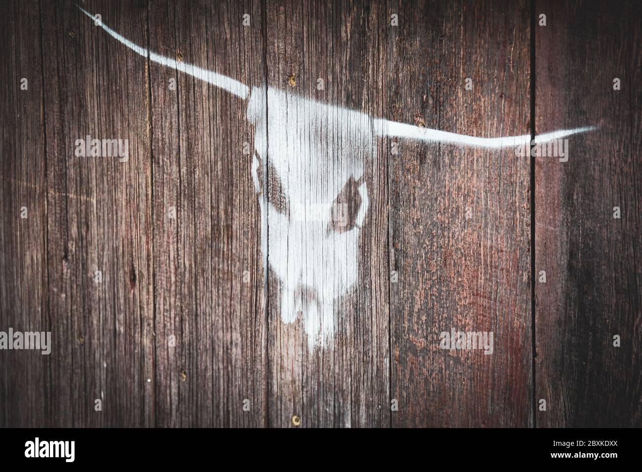 Image of a Western icon, the Texas longhorn skull, primitively painted ...