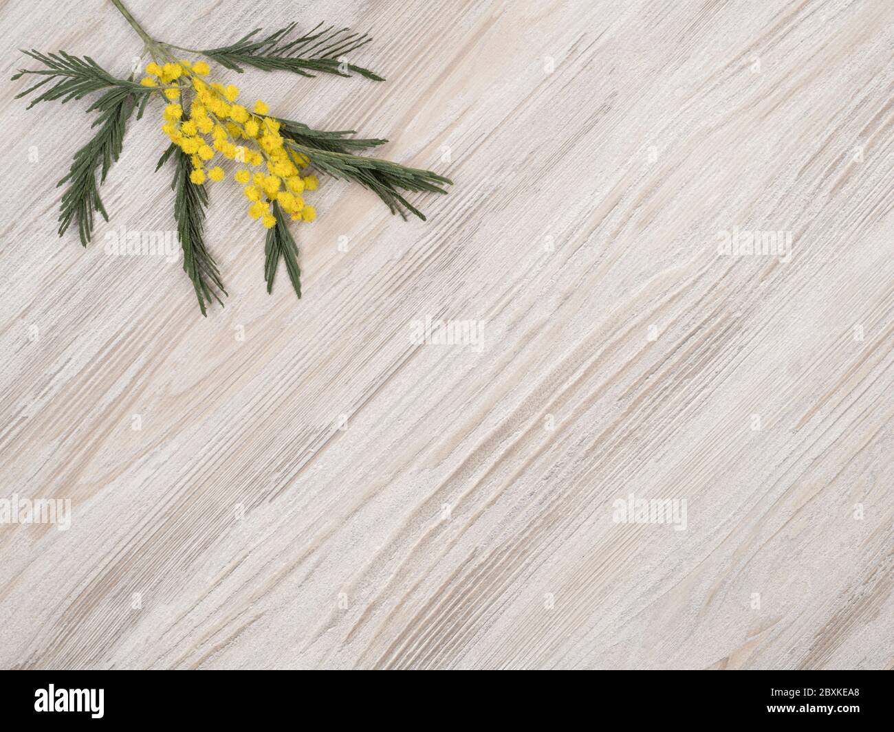 Wood of mimosa hi-res stock photography and images - Alamy
