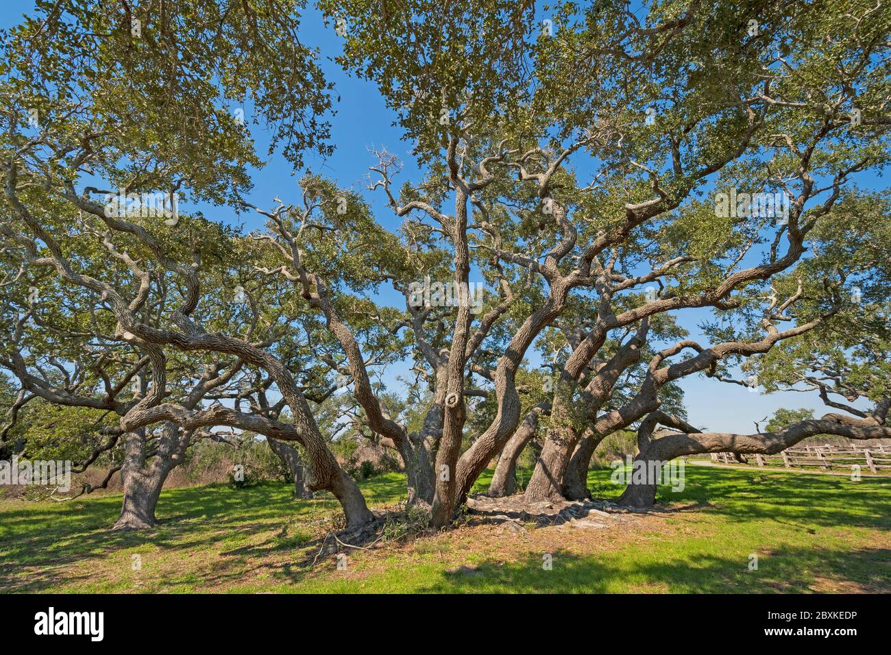 Large Live Oak Cluster on the Coast in Goose Island State Park in Texas ...
