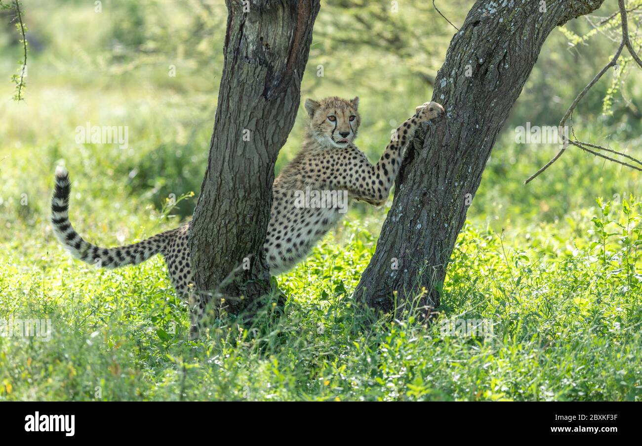 One young cheetah stretched between two trees standing in green grass ...