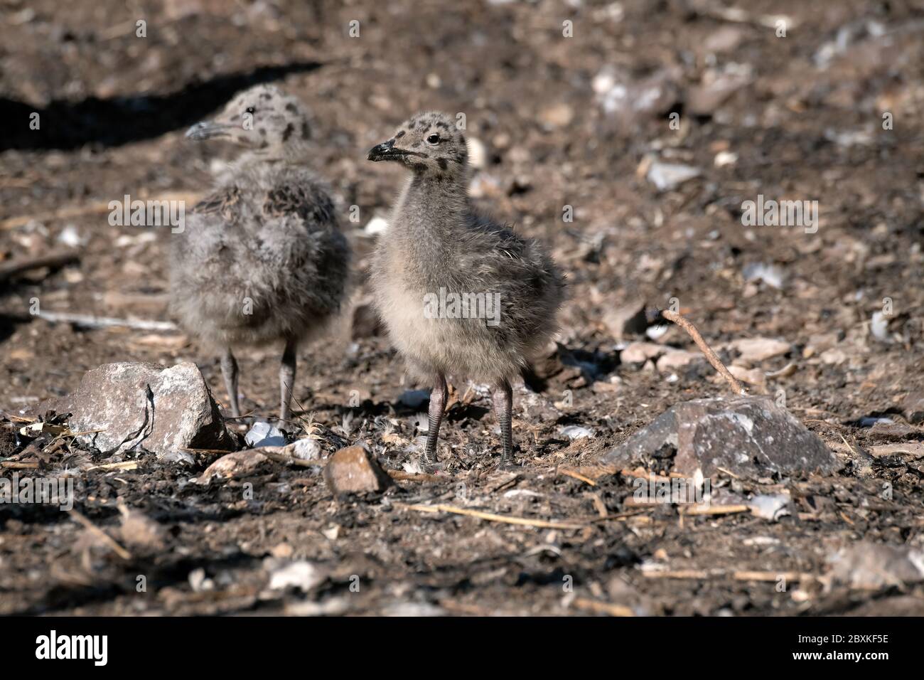 Bass rock and birds hi-res stock photography and images - Alamy