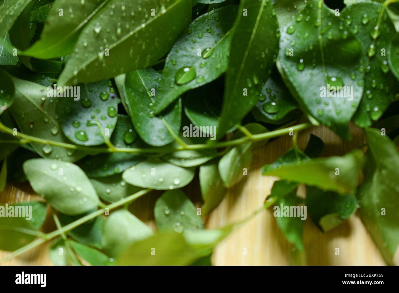 Bunch of Fresh Indian Curry Leaves / Curry Leaf on Wooden Background ...
