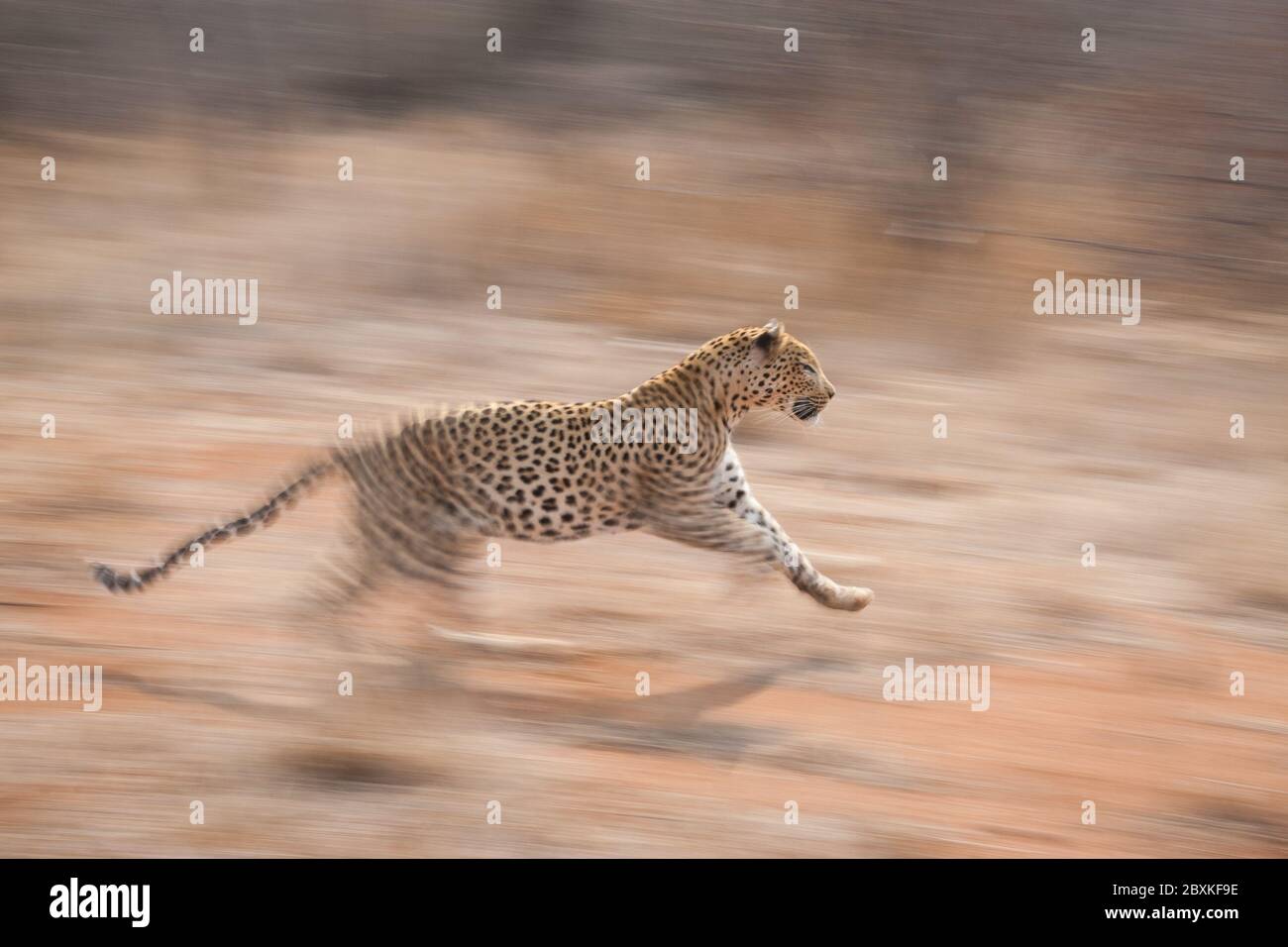 Motion capture of a running leopard with soft blurred background in ...