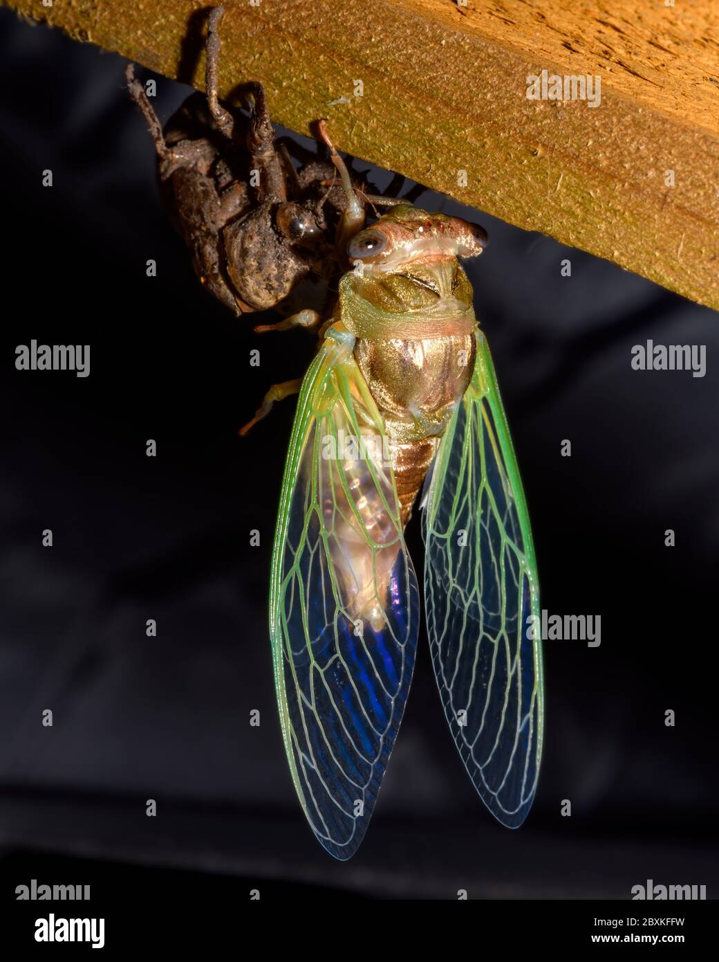 Cicada life cycle hi-res stock photography and images - Alamy