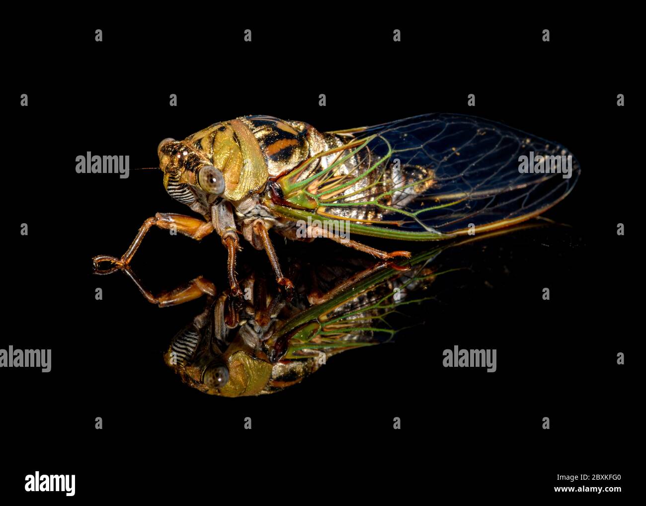 Western Dusk Singing Cicada -- Megatibicen resh Stock Photo - Alamy