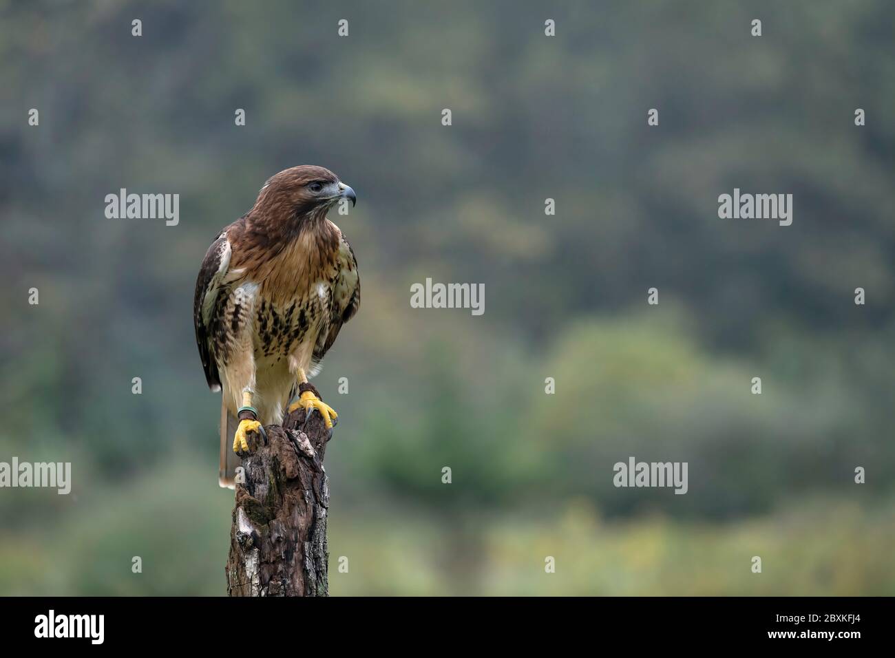 Red Tailed Hawk Perched High Resolution Stock Photography and Images ...