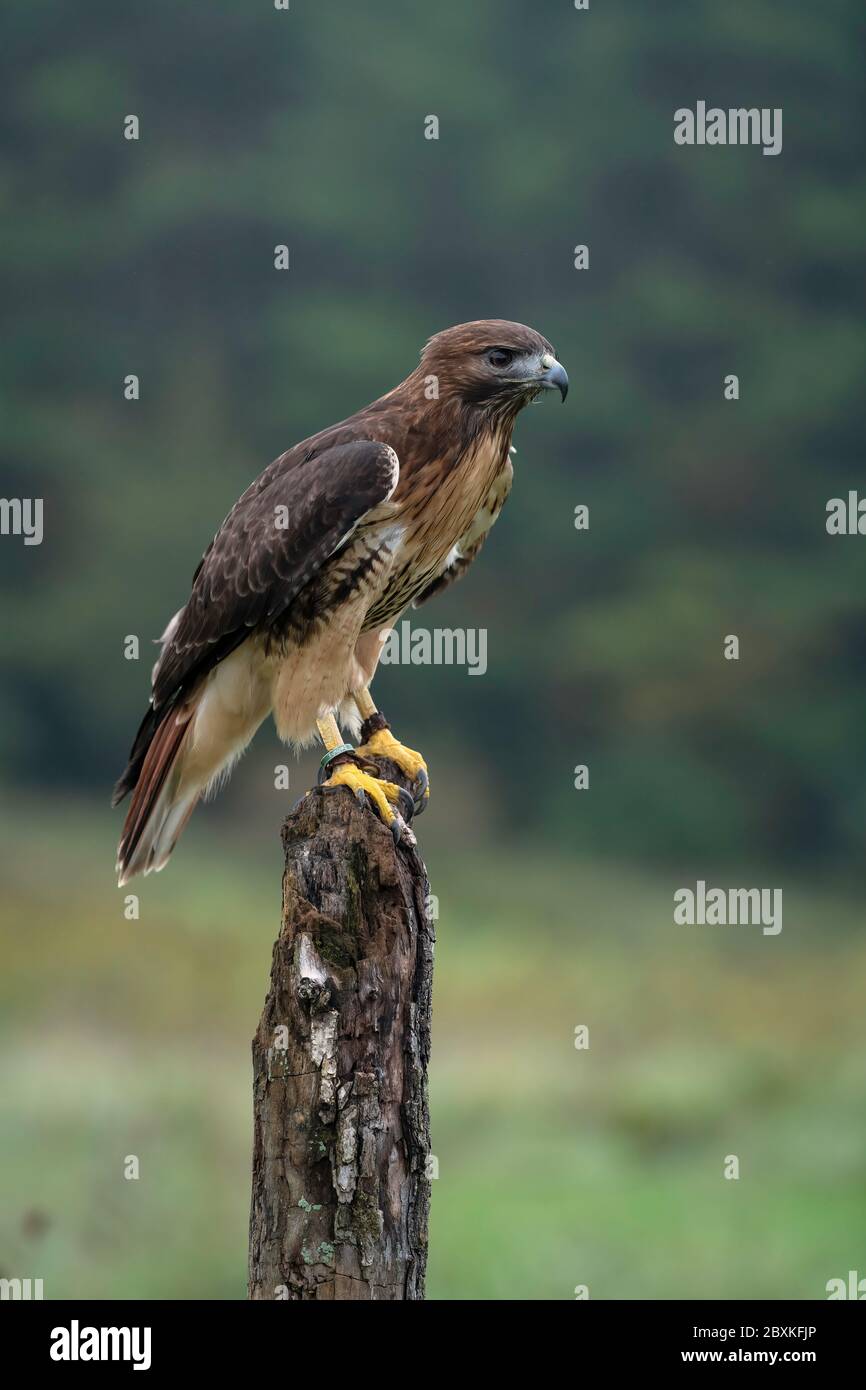 Red Tailed Hawk Perched High Resolution Stock Photography and Images ...