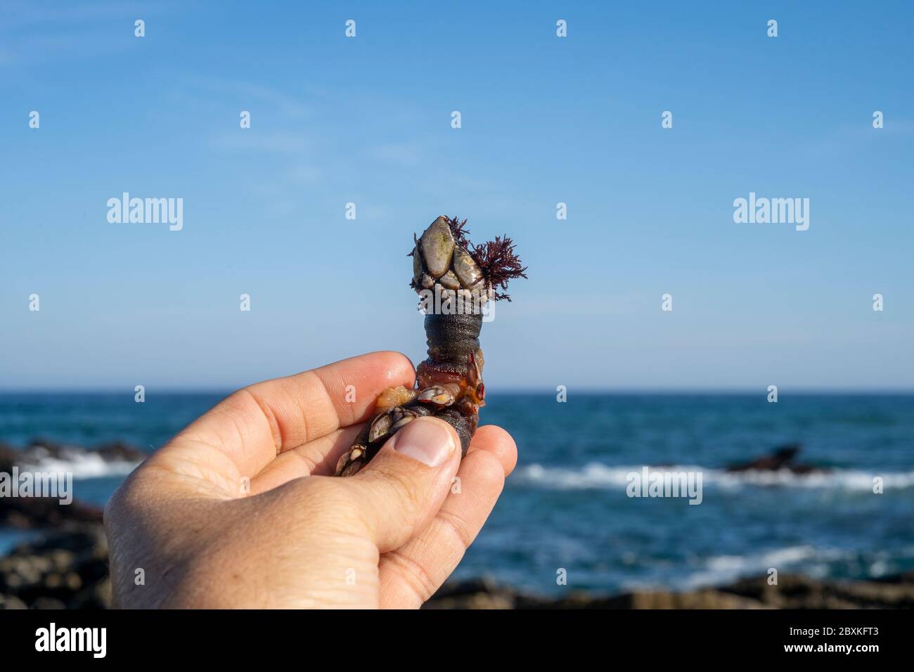 Barnacle seafood hi-res stock photography and images - Alamy