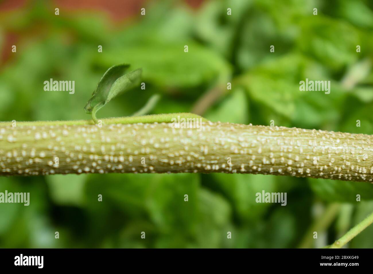 Bunch of Fresh Indian Curry Leaves / Curry Leaf on Wooden Background ...