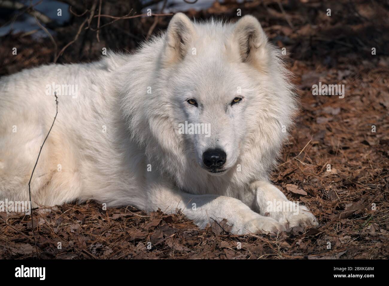 Wolf resting hi-res stock photography and images - Alamy