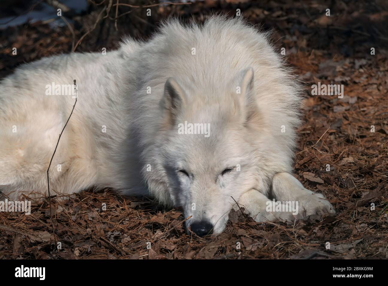 White wolf sleeping hi-res stock photography and images - Alamy