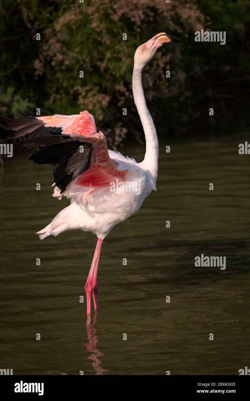 Pink flamingos flapping wings hi-res stock photography and images - Alamy