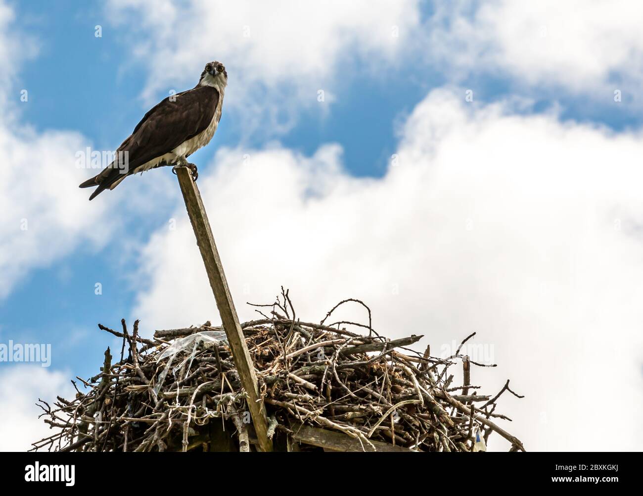 Just above the nest hi-res stock photography and images - Alamy
