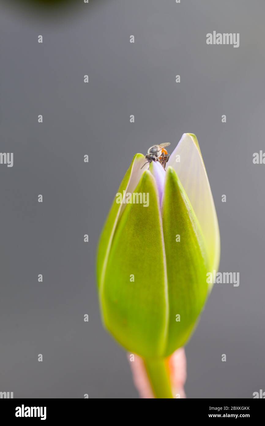 White lotus bee on pond hi-res stock photography and images - Alamy