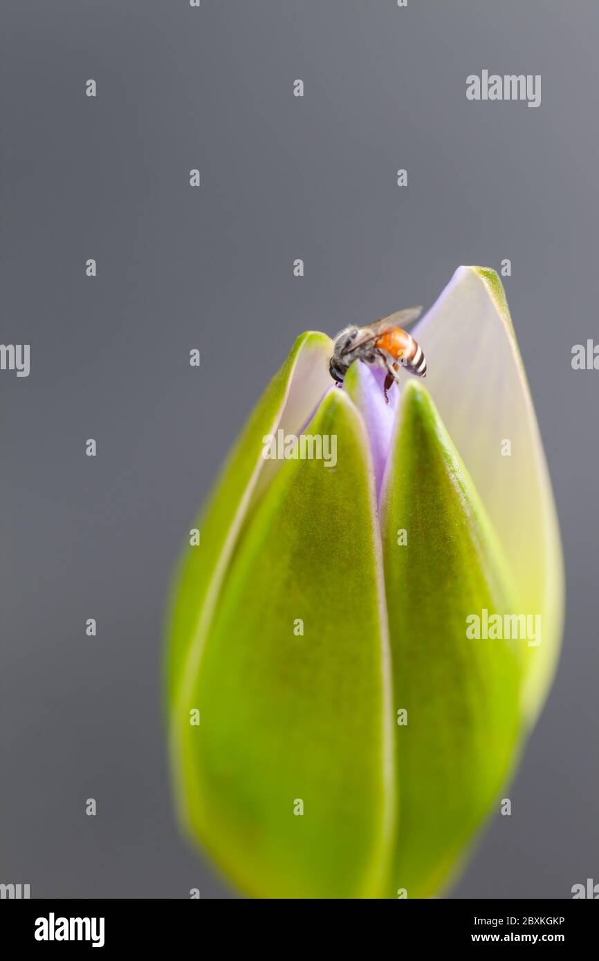 White lotus bee on pond hi-res stock photography and images - Alamy