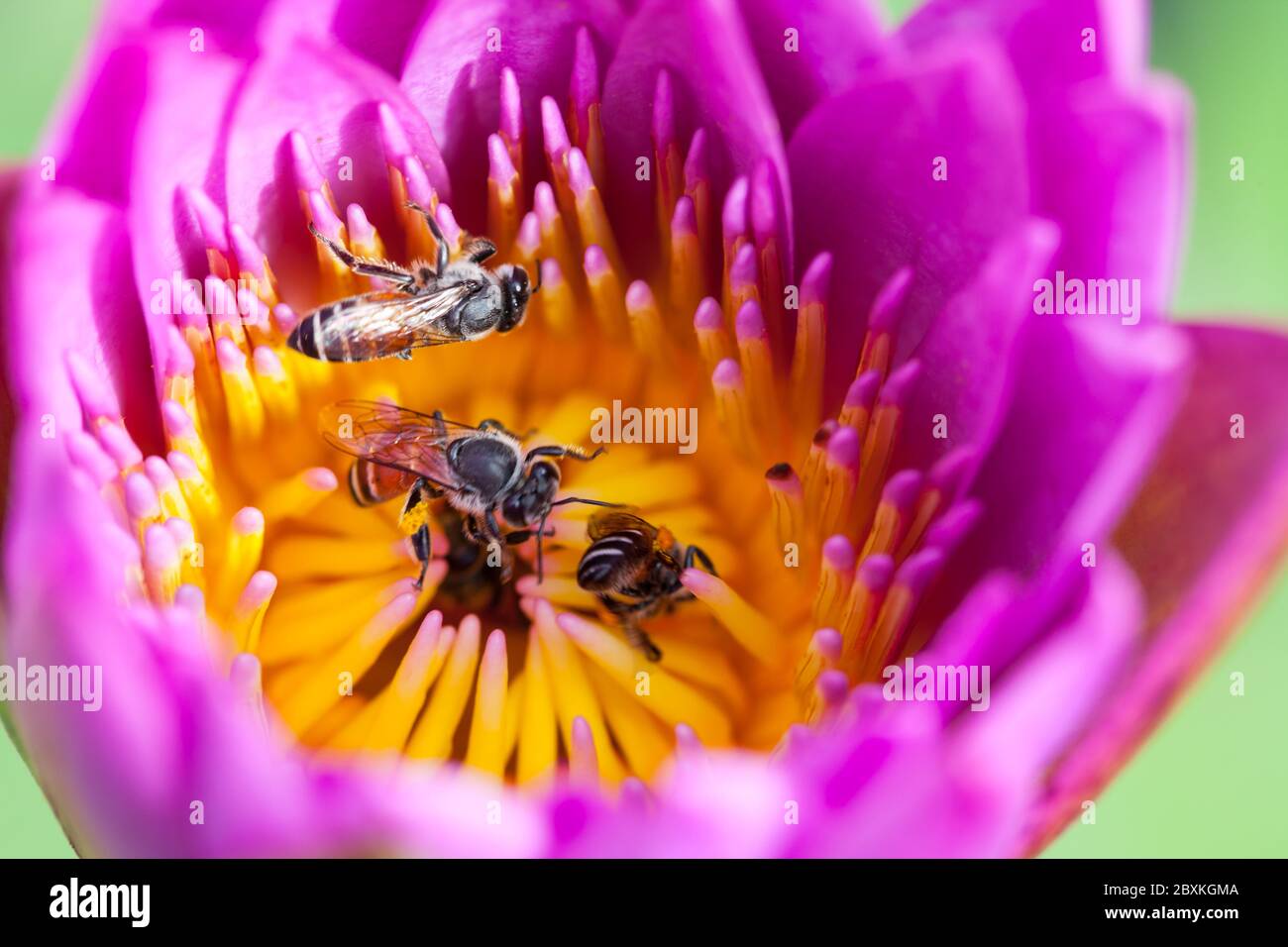 Lotus flower and bee in the park on morning time Stock Photo - Alamy