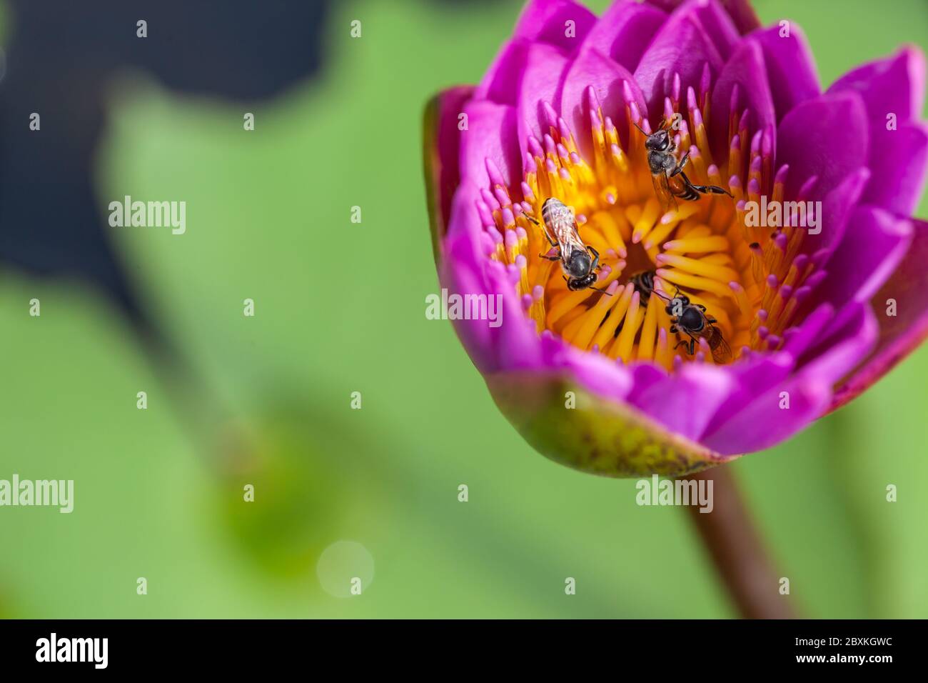 Lotus flower bee hi-res stock photography and images - Alamy