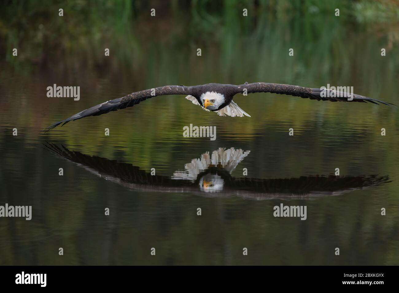 Bald eagle flying over water hi-res stock photography and images - Alamy