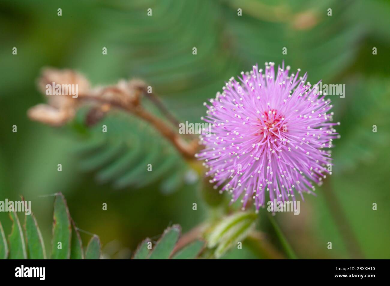mimosa flowers in the morning Stock Photo - Alamy