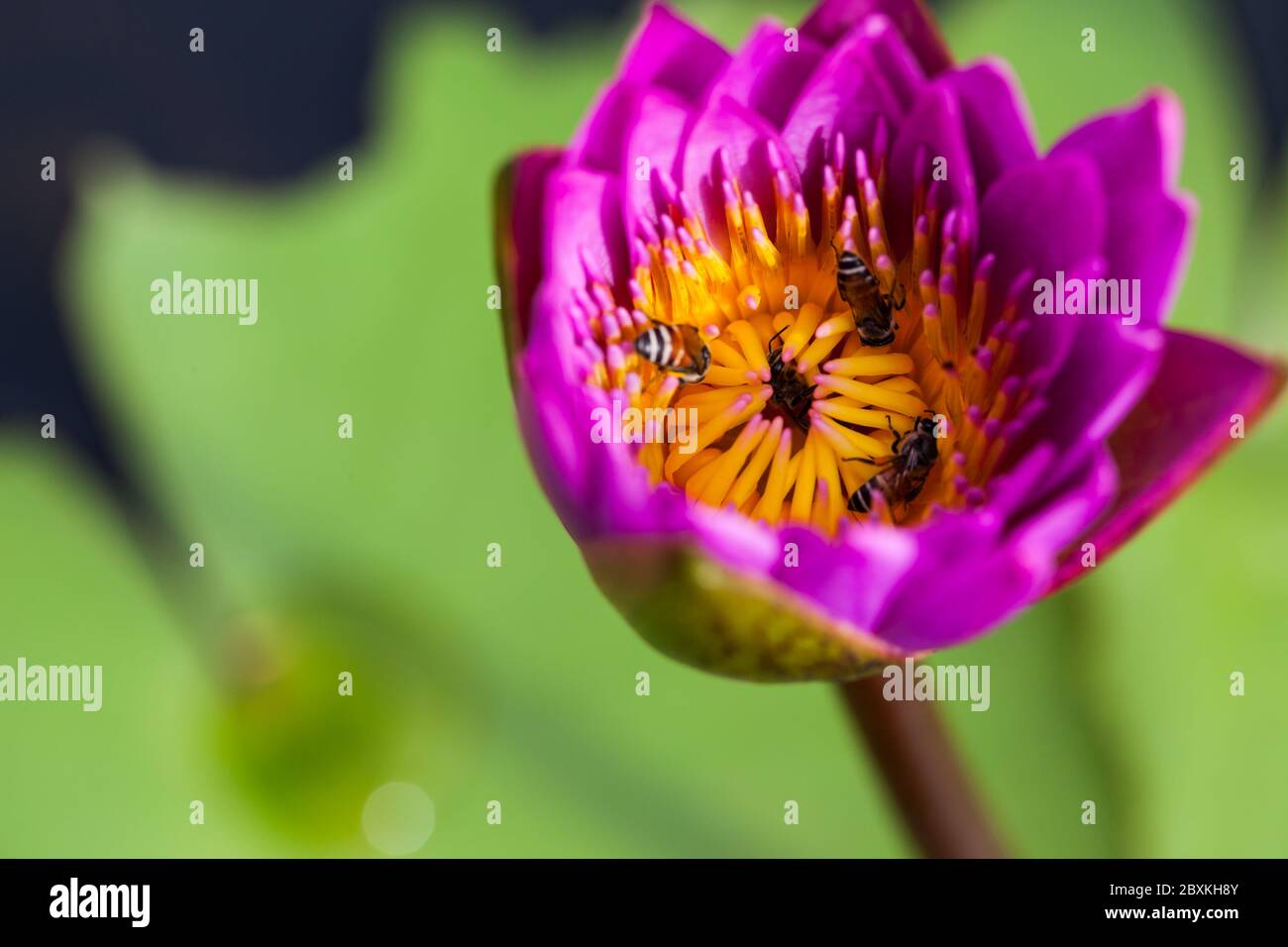 White lotus bee on pond hi-res stock photography and images - Alamy