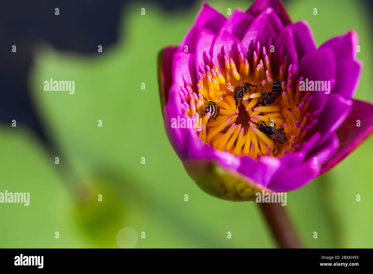 Lotus flower and bee in the park on morning time Stock Photo - Alamy