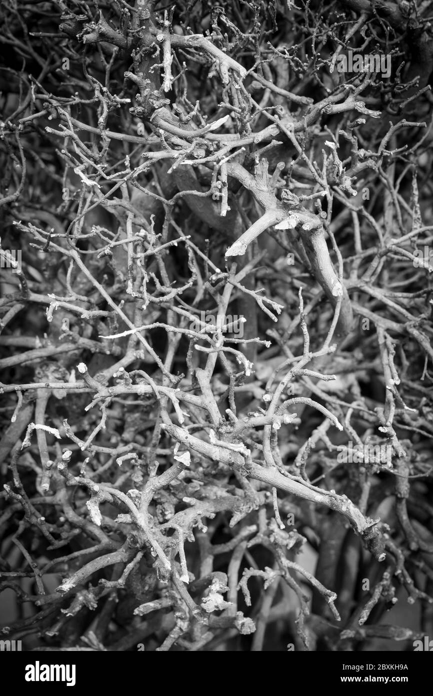 Tree in field night sky Black and White Stock Photos & Images - Alamy