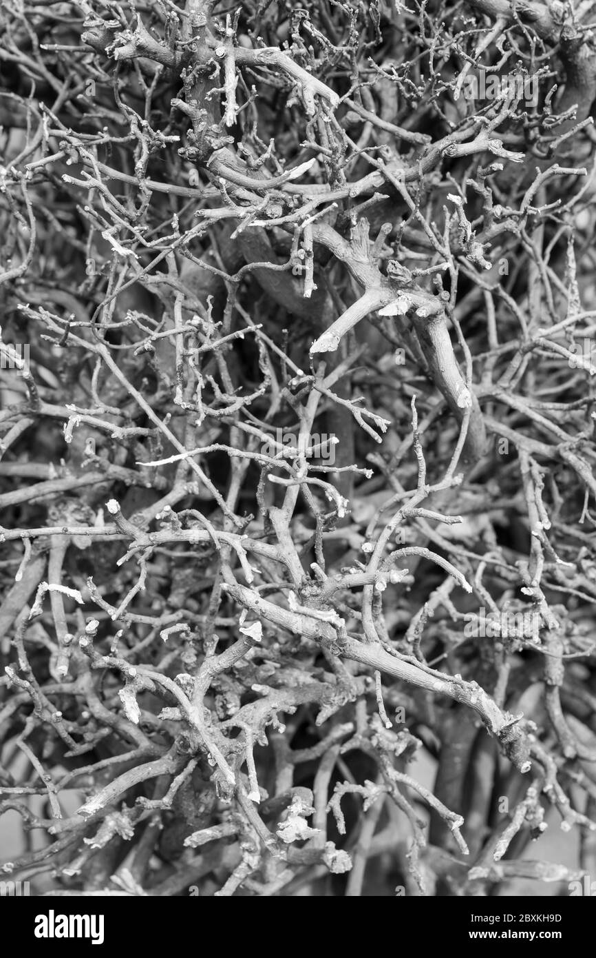 Rural landscape dry tree Black and White Stock Photos & Images - Alamy