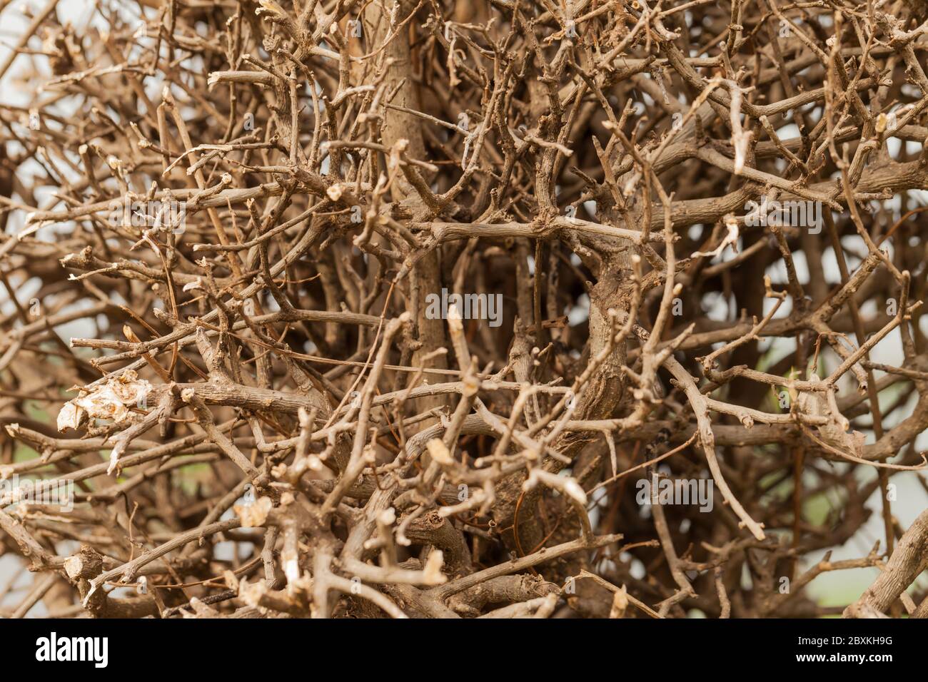 Old growth forest black sea hi-res stock photography and images - Alamy