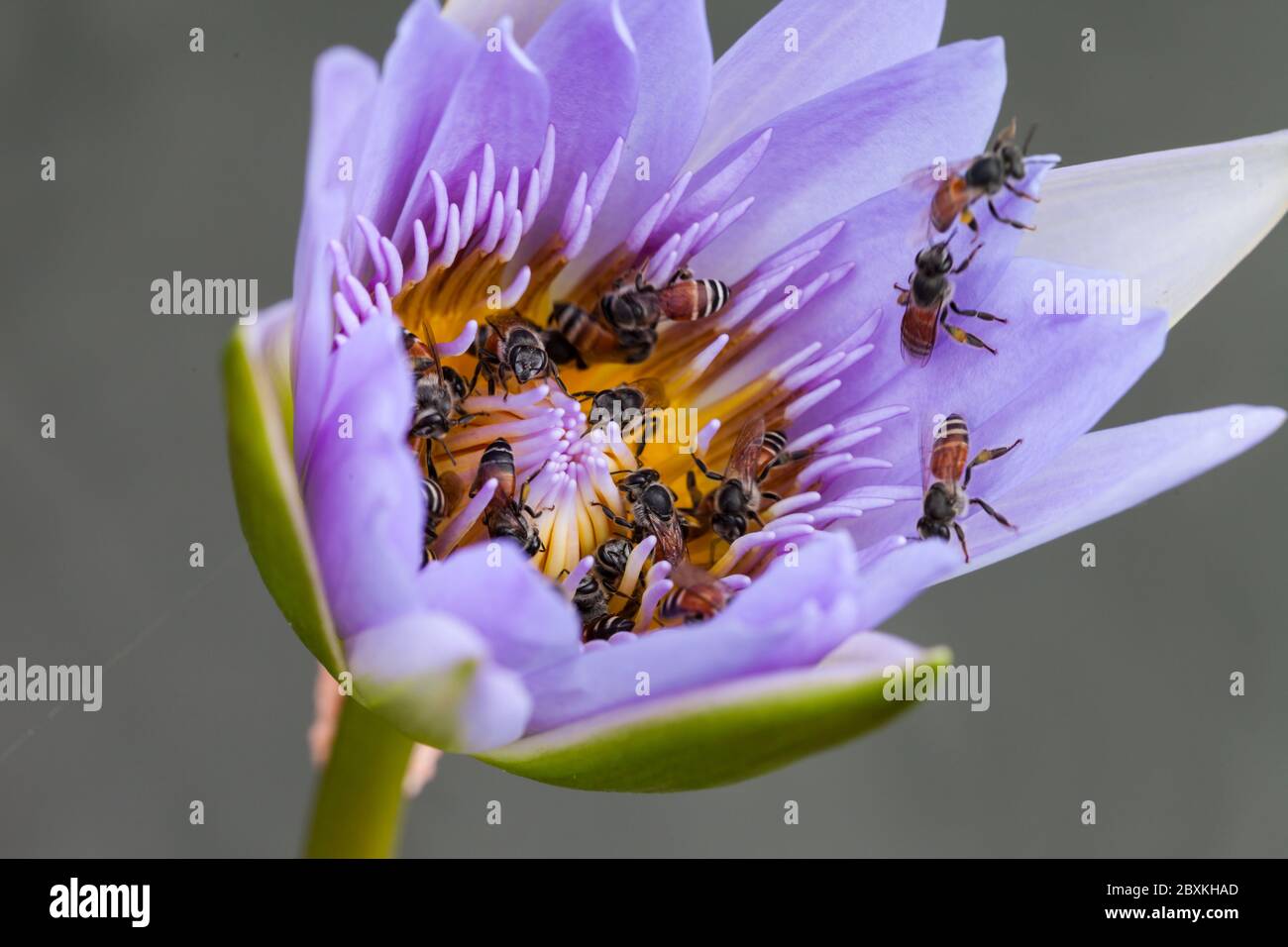 Lotus flower and bee in the park on morning time Stock Photo - Alamy
